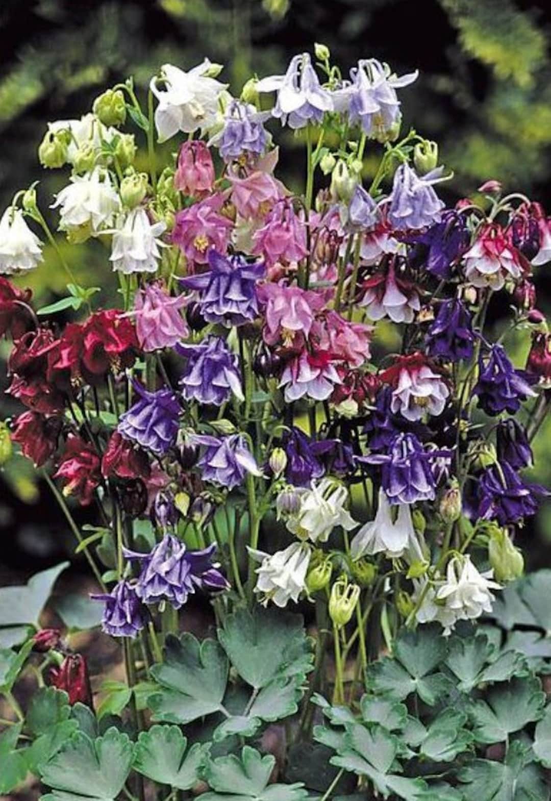 50 Grandmother's Garden Columbine Seeds*aquilegia Vulgaris*antique Type ...