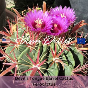 100/250 Cactus Seeds Devils Tongue Barrel Cactus Cacti Succulent Seeds Ferocactus Latispinus - Etsy