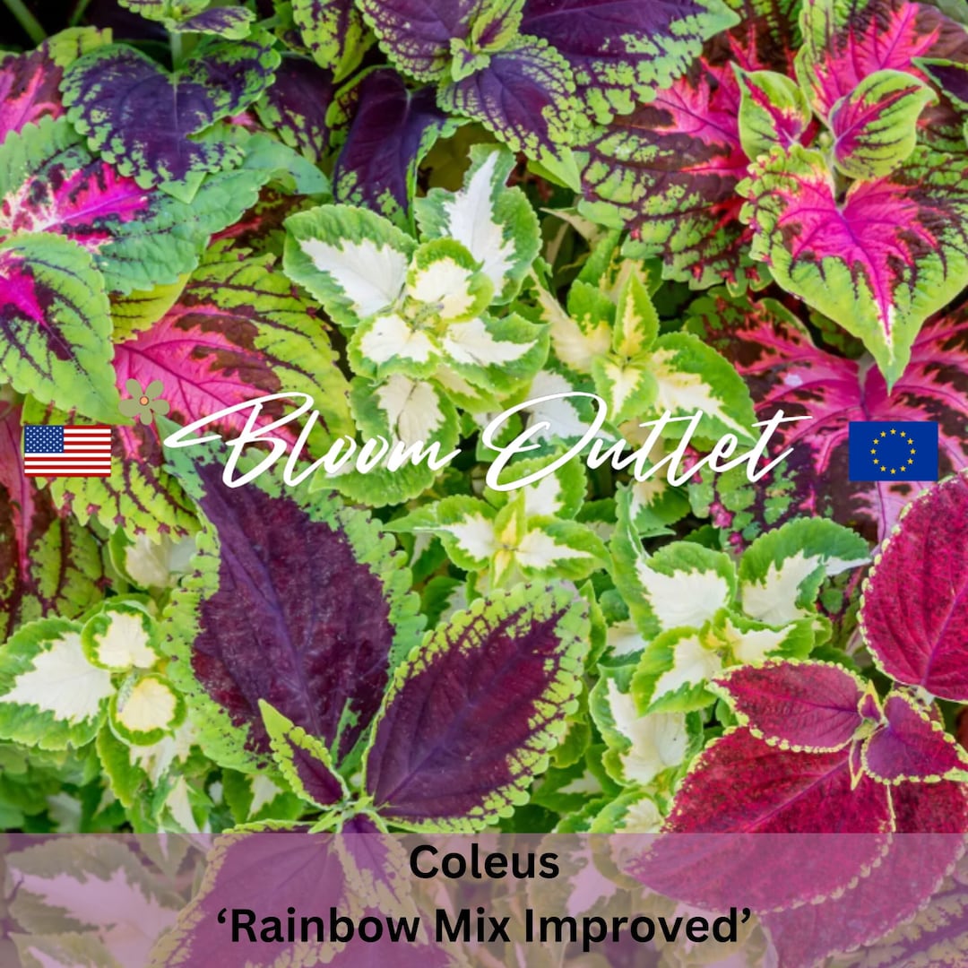 Coleus Seeds 50/400 RAINBOW MIX IMPROVED Shade House Plant Green Yellow ...