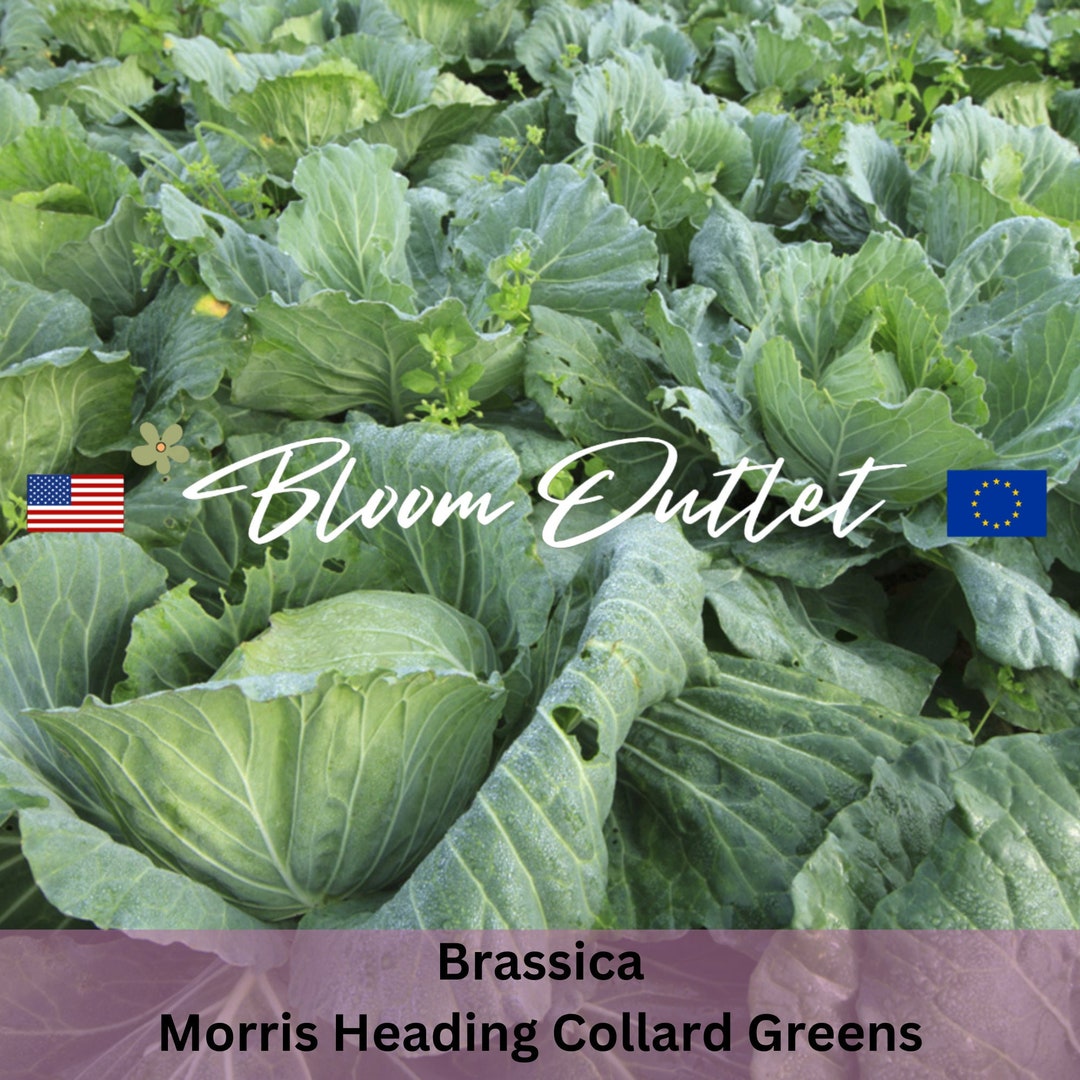20/200 Morris Heading Collard Greens Vegetable Seeds Brassica Plant ...