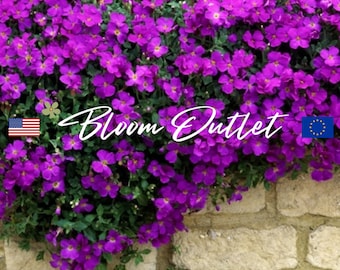 BLUE Rock Cress Seeds ROYAL CASCADE Aubrieta Garden Seeds*aubrieta ...