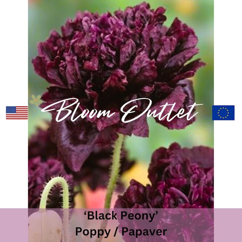 Black Peony Poppy Seeds – Papaver, Stunning Double Dark Blooms, Easy to ...