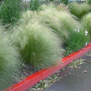 50 Pony Tails Mexican Feather Ornamental Grass Planting Seeds*evergreen ...