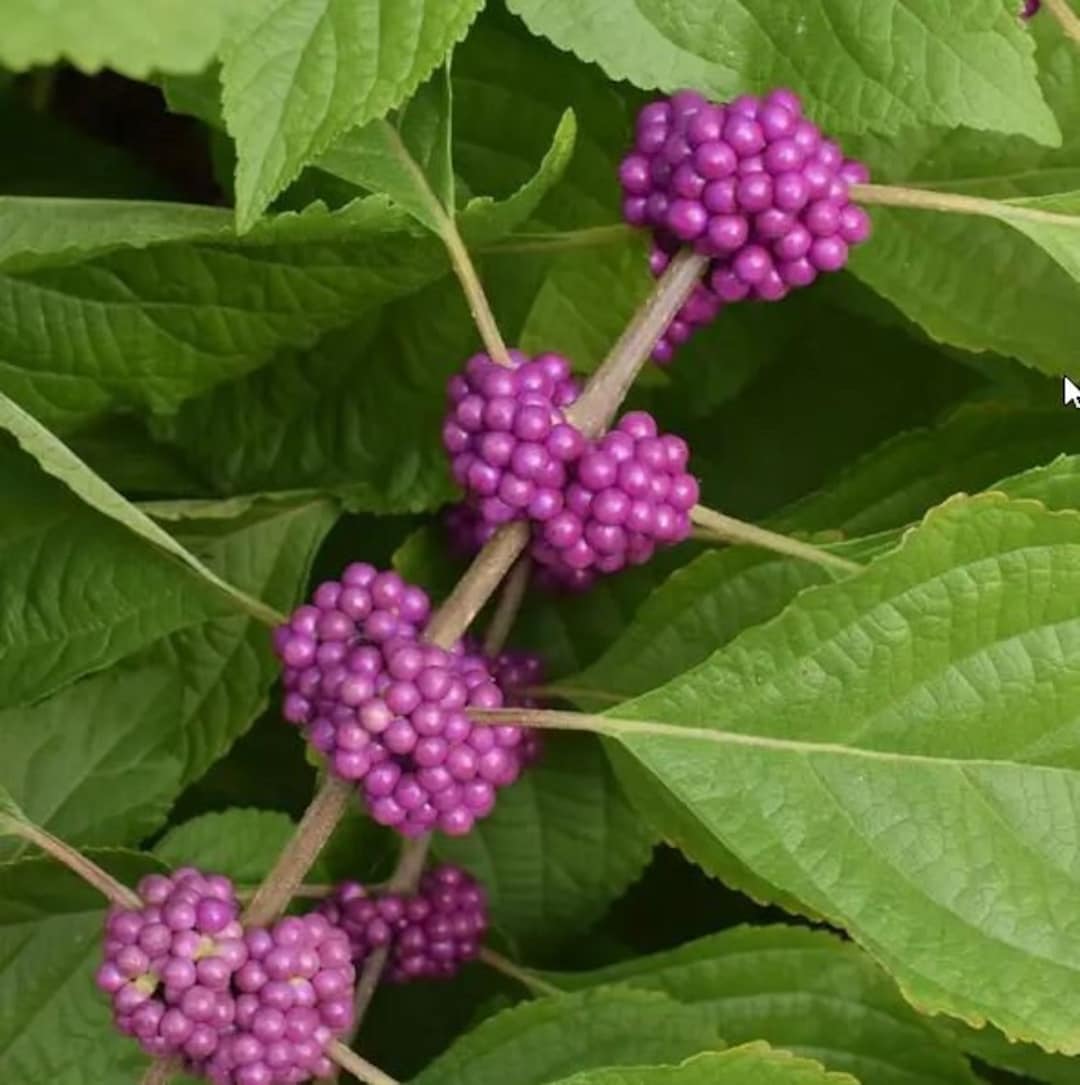 50 American Beautyberry Planting Seeds*french Mulberry*callicarpa ...