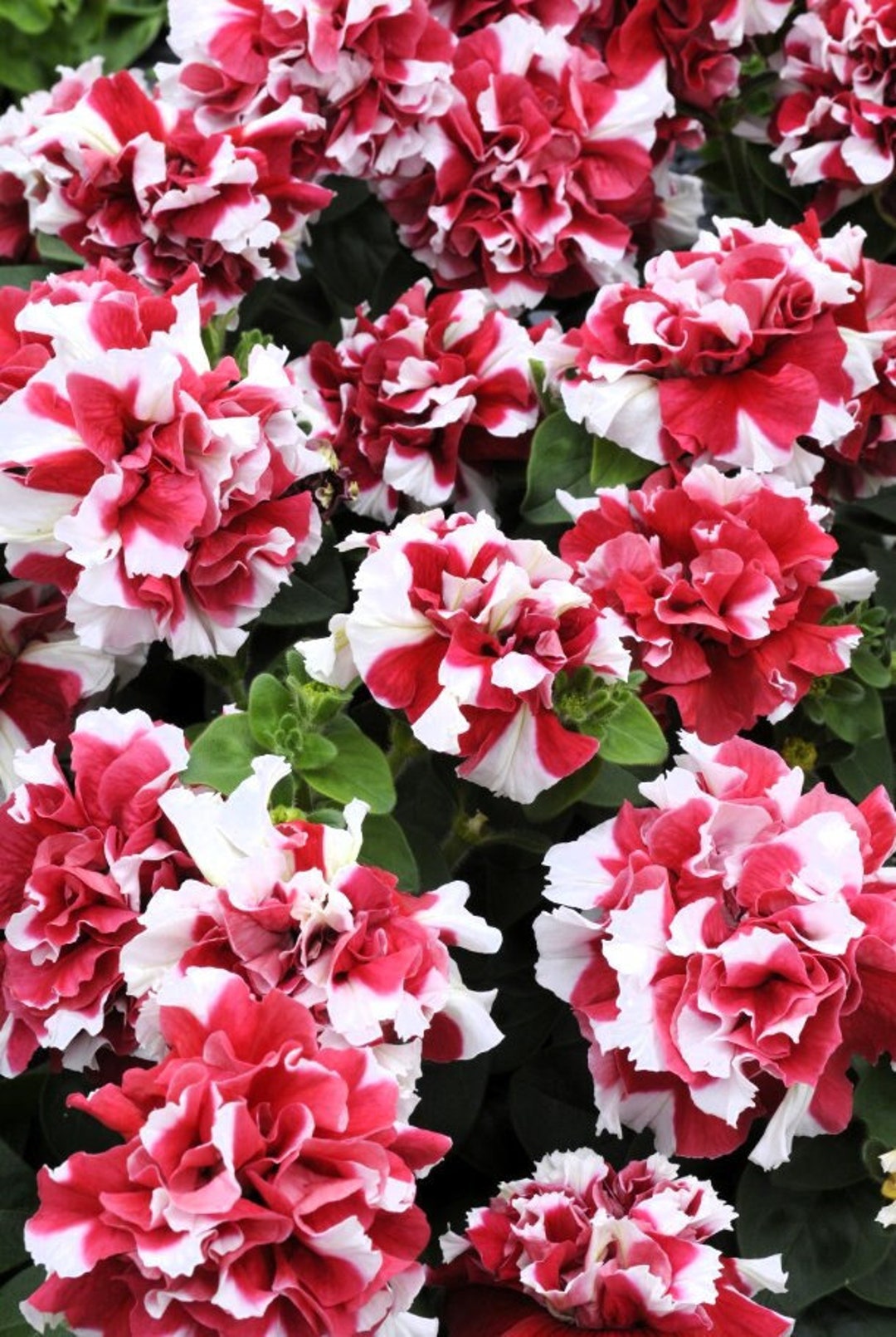 25P Petunia DUO Red and White Garden Seeds*petunia Multiflora*double ...