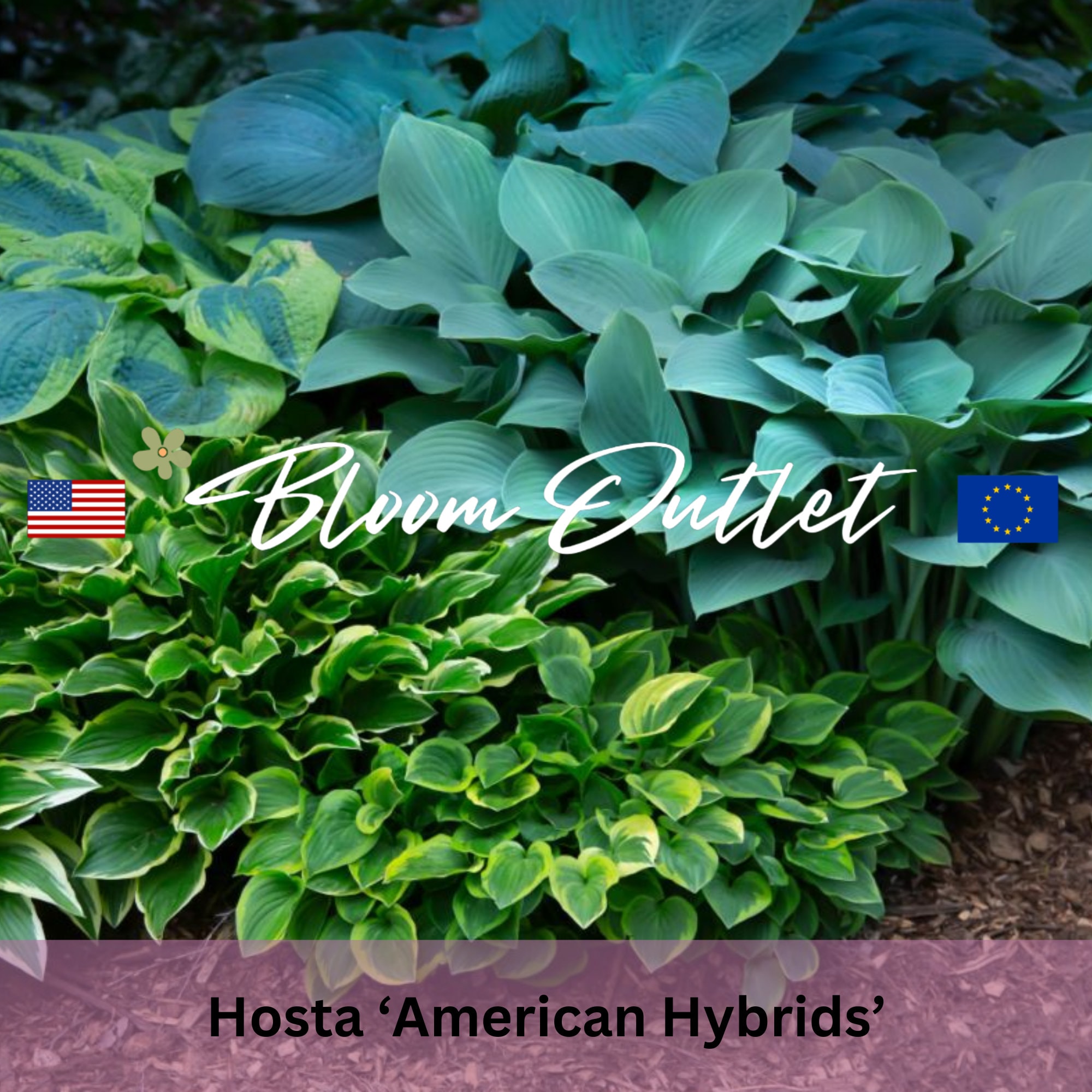 20 Hosta American Hybrids Mix Plantain Lily Garden Seeds*hosta Elata X ...