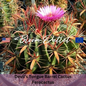 100/250 Cactus Seeds Devils Tongue Barrel Cactus Cacti Succulent Seeds Ferocactus Latispinus - Etsy