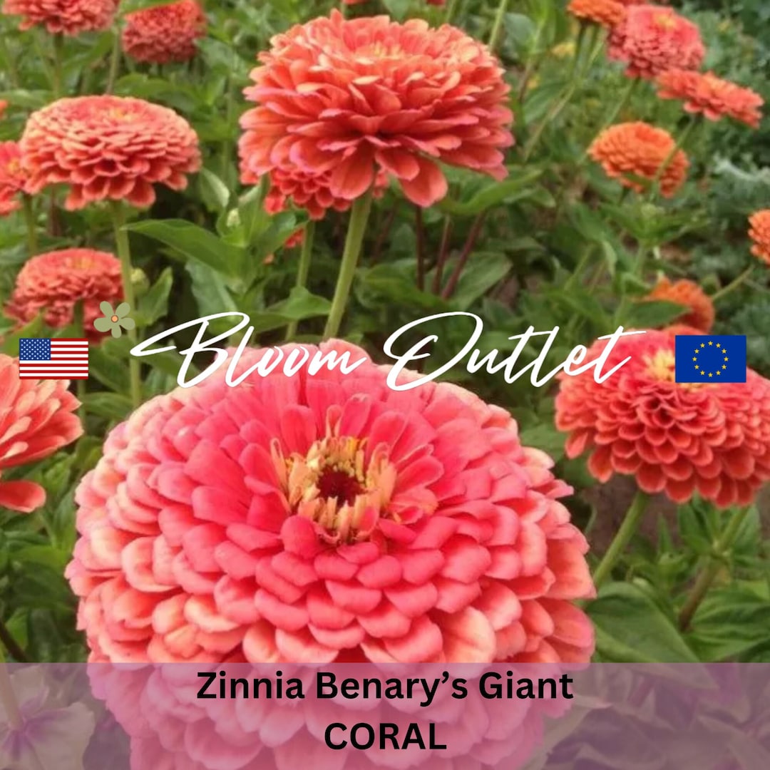 25 Zinnia Seeds BENARYS GIANT CORAL Flower Garden Plant Seedsfully ...
