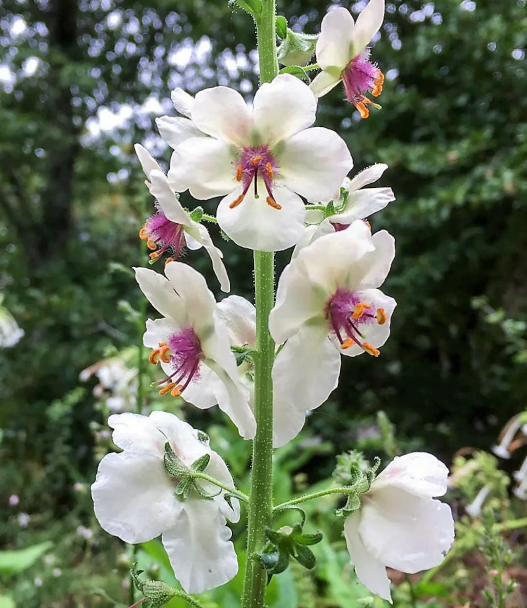 200/1000 Verbascum White Blush Flower Garden Seeds*moth Mullein Plant ...