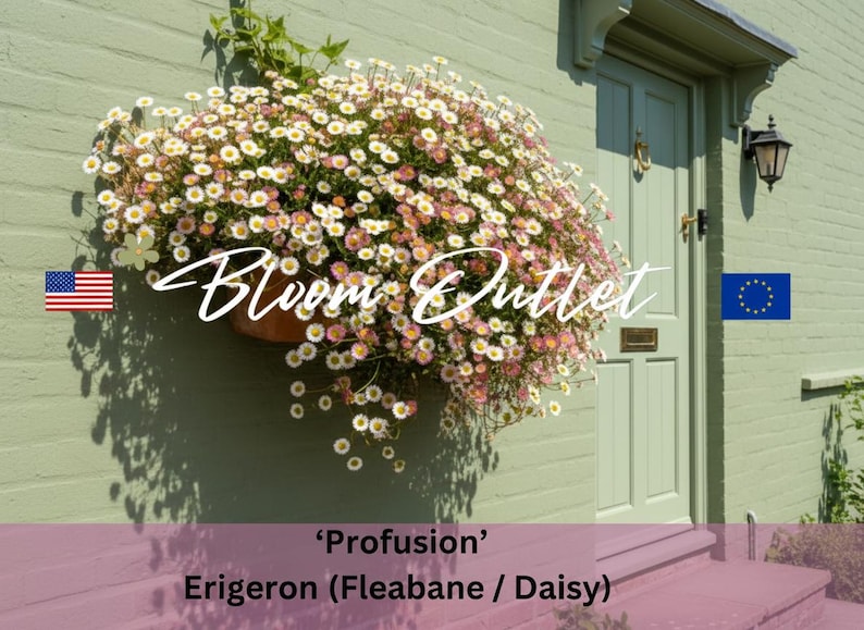 Erigeron Karvinskianus Seeds - PROFUSION - BULK – 1,000 Seeds Mexican ...
