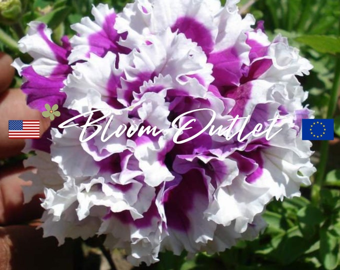 25 Petunia Double Purple Pirouette Garden Seeds*aas Winner*fully Double ...