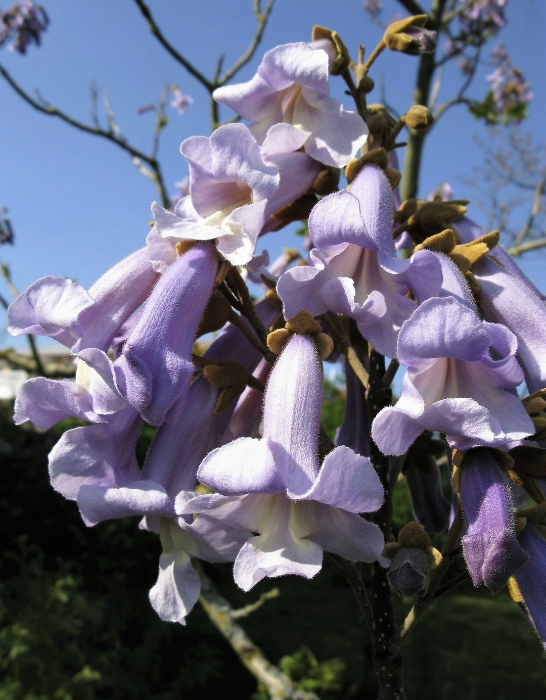 50 Paulownia Princess Tree Seeds*empress/foxglove Tree*vanilla Scented ...
