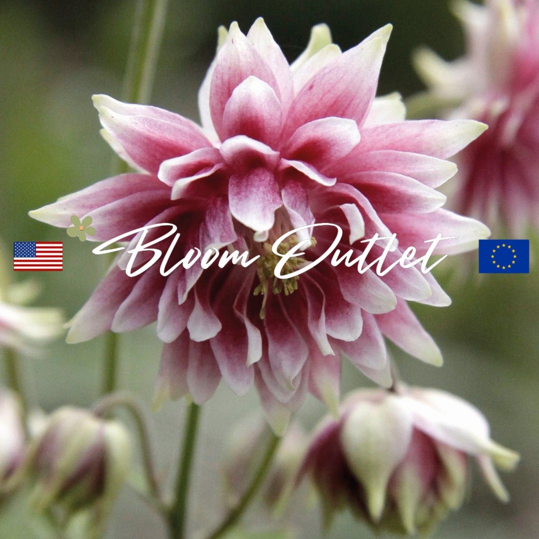 DOUBLE Columbine Seeds - NORA BARLOW, Aquilegia, Pink Perennial Flowers ...