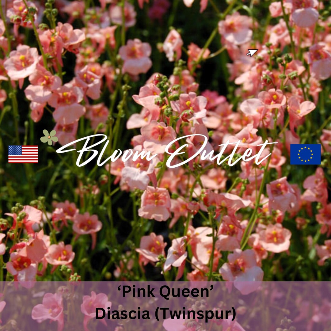 100 Pink Beauty Twinspur Seeds | Diascia Barbarae | Light Pink Flowers ...