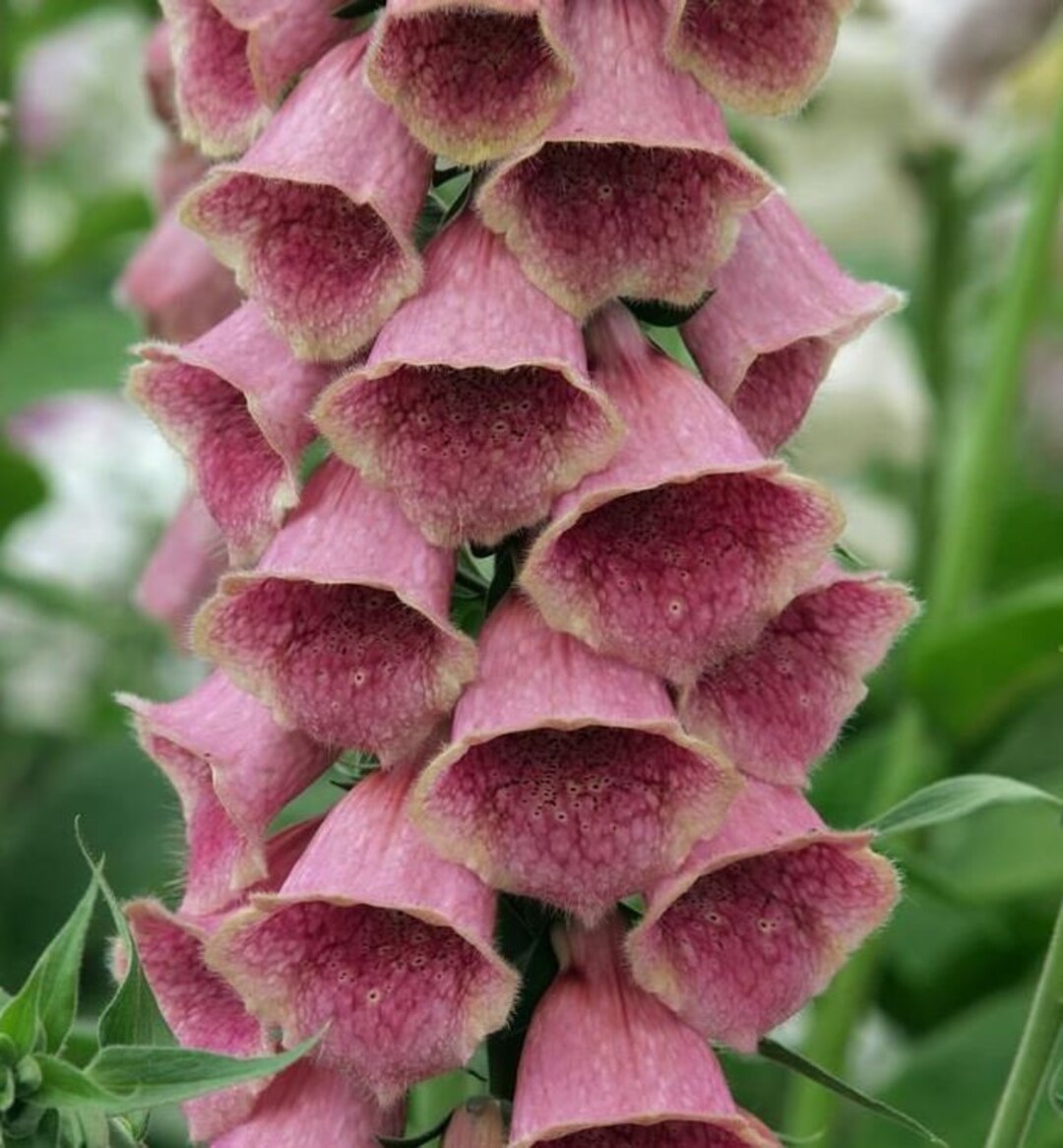 100 Summer King Strawberry Foxglove Planting Etsy