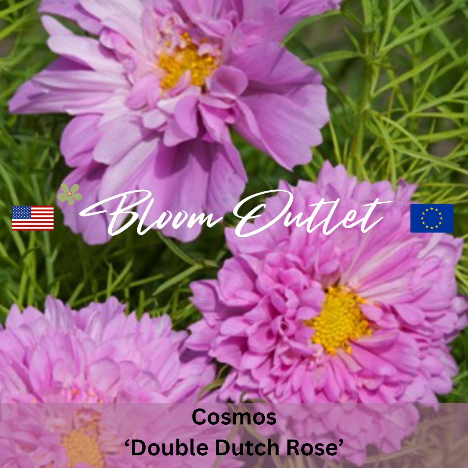 50 Cosmos Double Dutch Rose Garden Seeds*semi Double/double/seashell ...