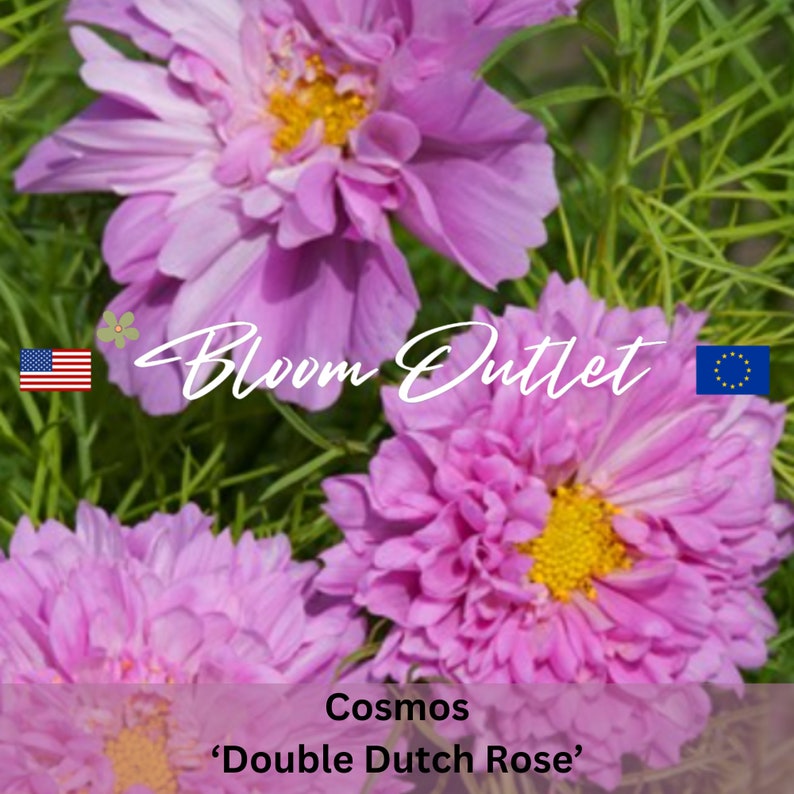 50 Cosmos Double Dutch Rose Garden Seeds*semi Double/double/seashell ...