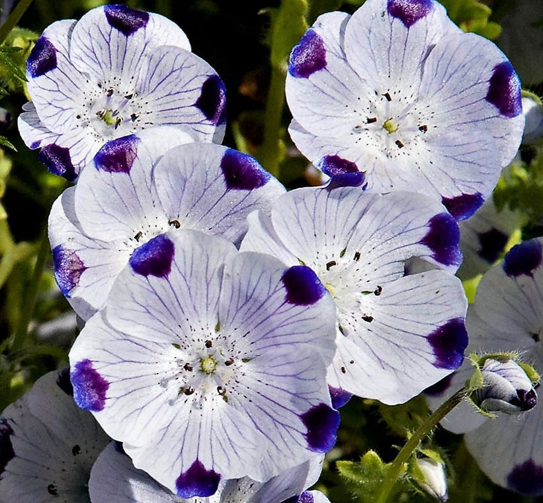 25/200/1000 Nemophila Five Spot Flower Seedsnemophila Maculatawhite ...