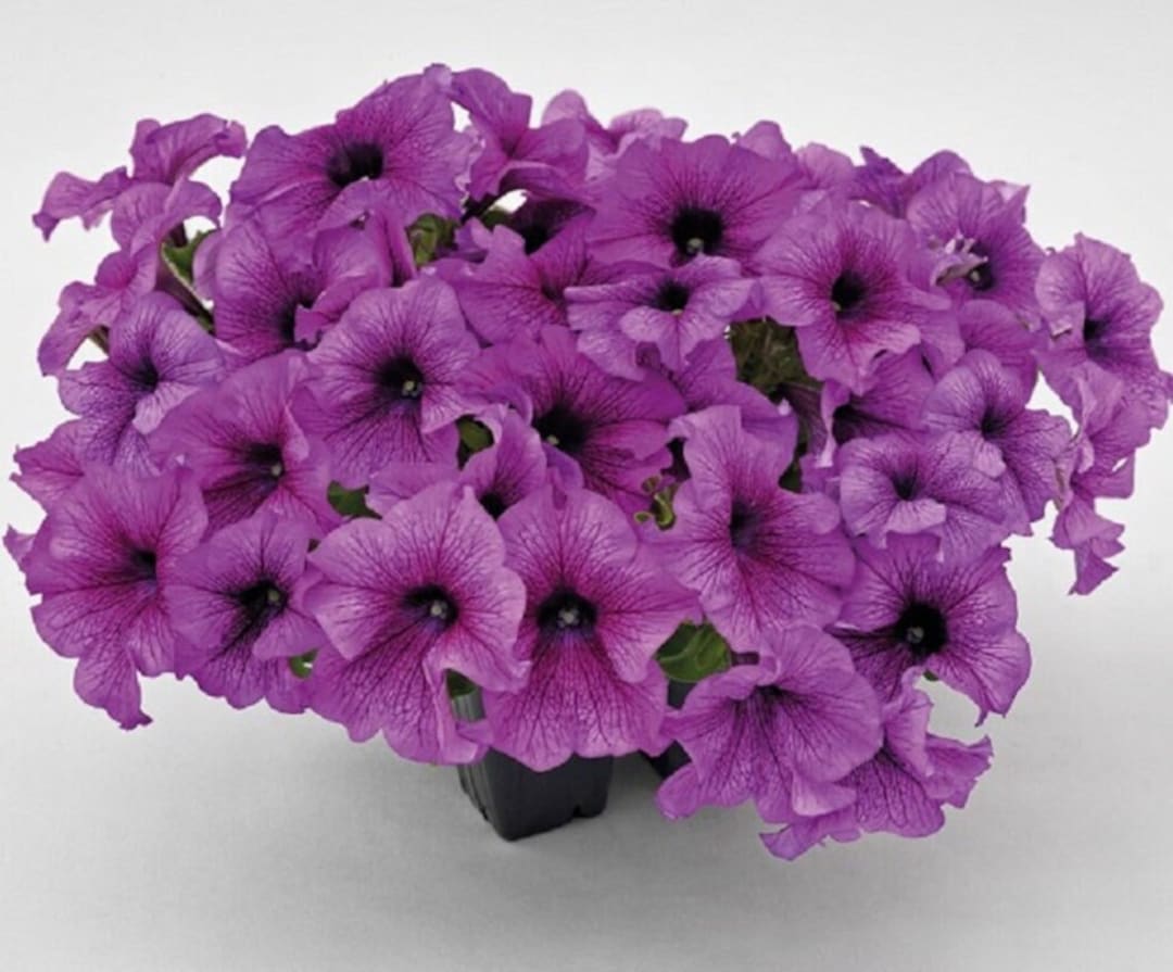 50 Petunia SUCCESS! 360 Purple Vein Garden Seeds*petunia Hybrida ...