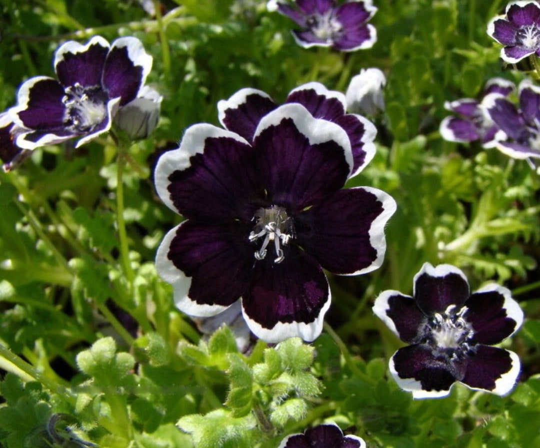 50 Nemophila Penny Black Garden Seeds*nemophila Menziesii Var ...