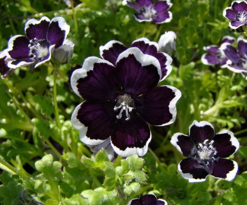 50 Nemophila Penny Black Garden Seeds*nemophila Menziesii Var ...