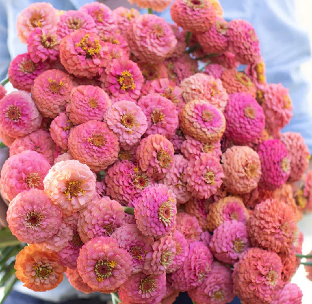 50 Zinnia Oklahoma Salmon Planting Seeds*bred for Cut Flowers*double to ...
