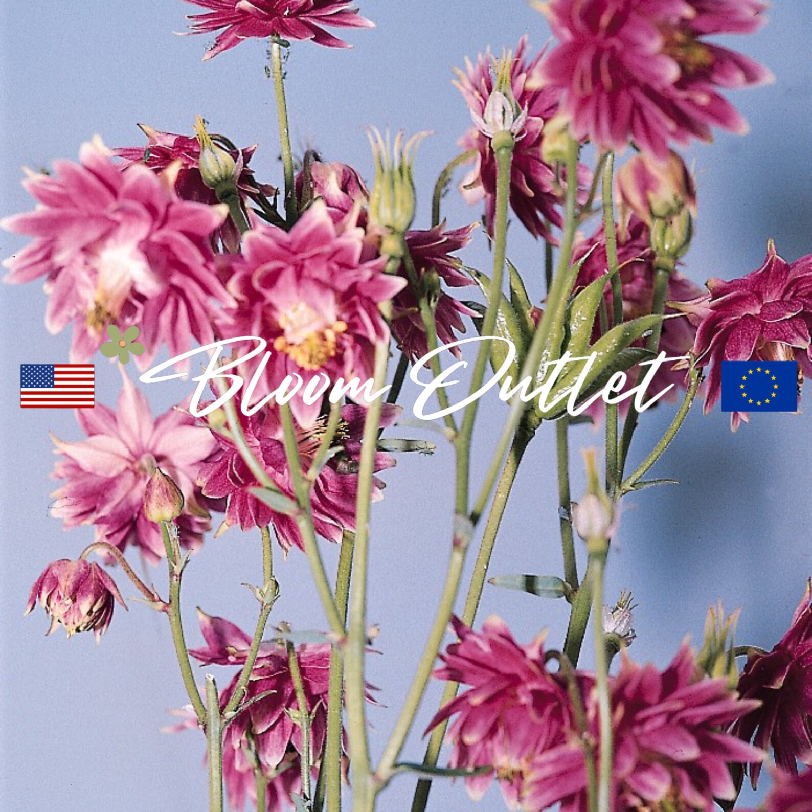 DOUBLE Columbine Seeds - NORA BARLOW, Aquilegia, Pink Perennial Flowers ...