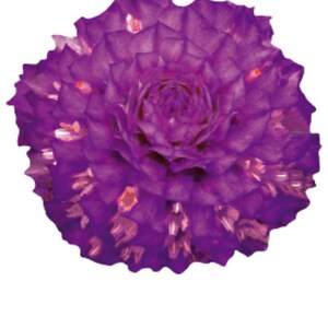 50 Buddy Purple Globe Amaranth Plant Seeds*dried Flowers*gomphrena ...