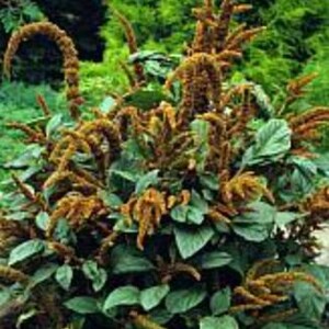 200/500 Hot Biscuits*copper/bronze Amaranth Planting Seeds*amaranthus Cruentus*2 Ft Flower ...
