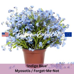 Forget-me-not Seeds – Myosotis Indigo Blue | Heirloom Perennial ...