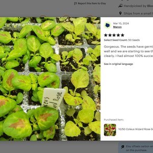 50 Coleus Wizard Rose Garden Seeds*houseplants*indoor/outdoor Flowers ...