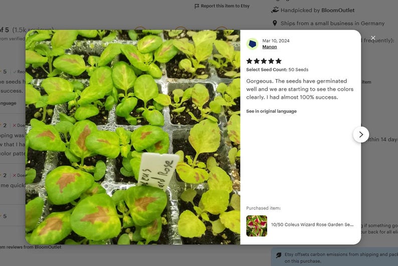 50 Coleus Wizard Rose Garden Seeds*houseplants*indoor/outdoor Flowers ...