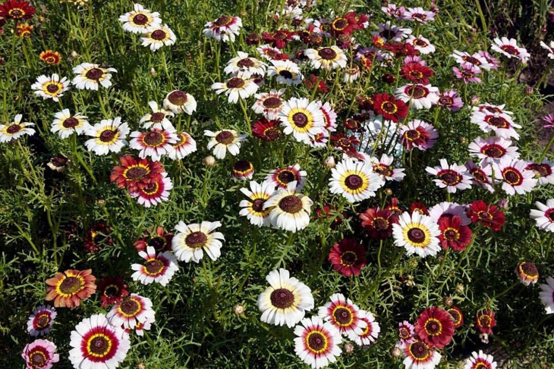 25/100/500 Daisy Rainbow Mix Flower Seeds*tricolored Painted Daisy*4 ...