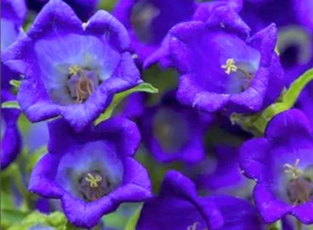 1000 Blue Cup and Saucer Flower Garden Planting Seeds Canterbury Bells ...