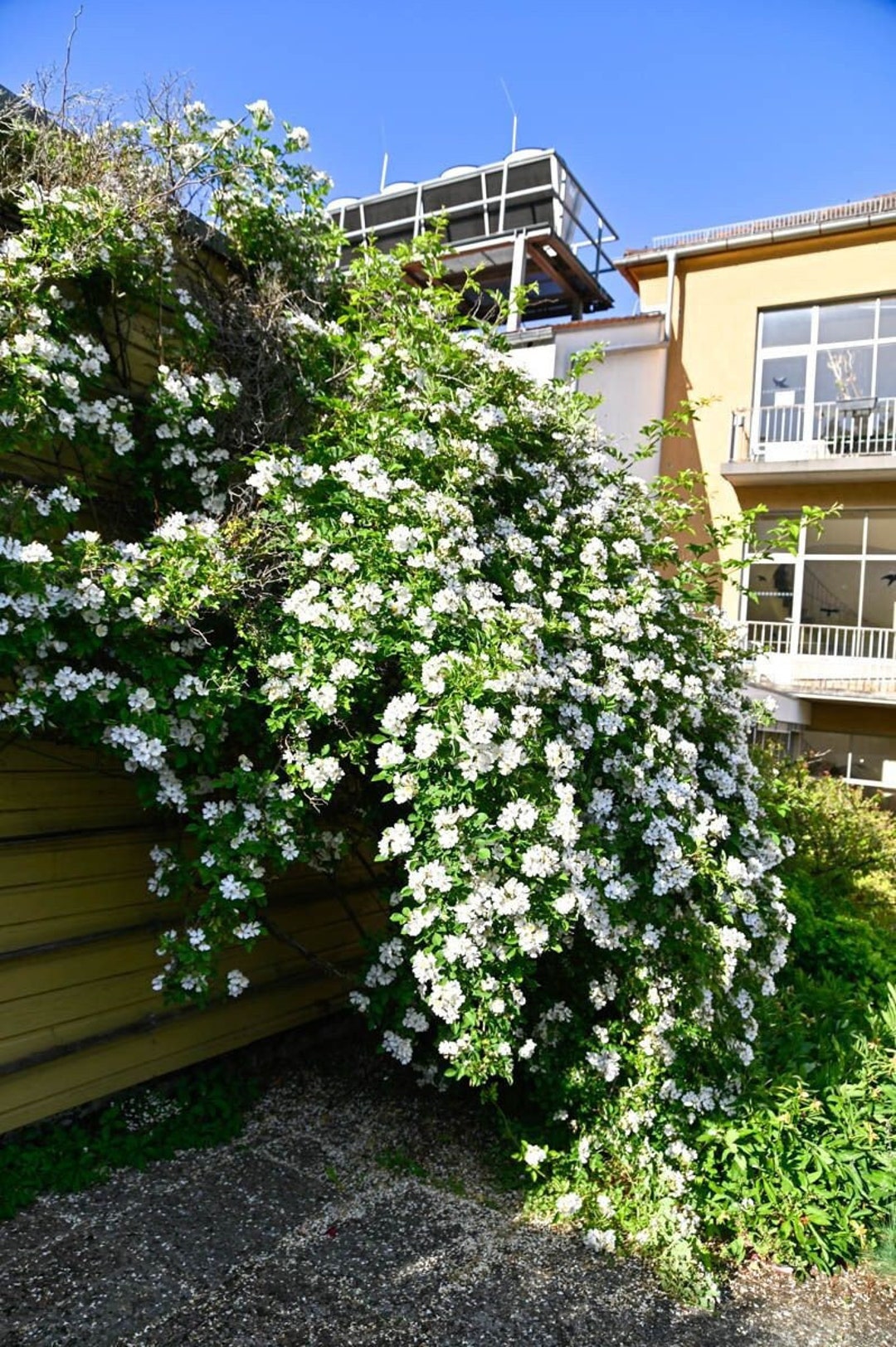 50/200 Multiflora Rose Seeds*japanese Rose*seven Sisters Rose*rambler ...