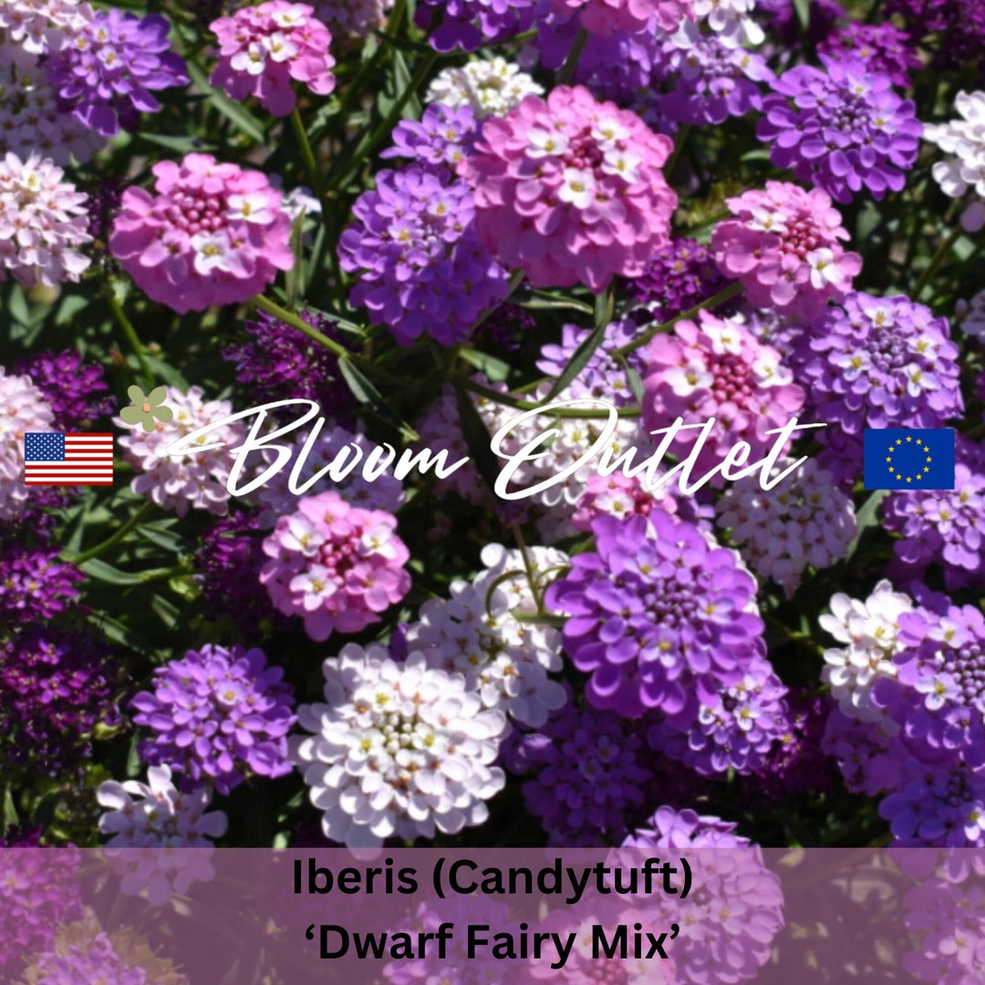 100 Candytuft Dwarf Fairy Mix Garden Seedsiberis Umbellatamix of Purple ...