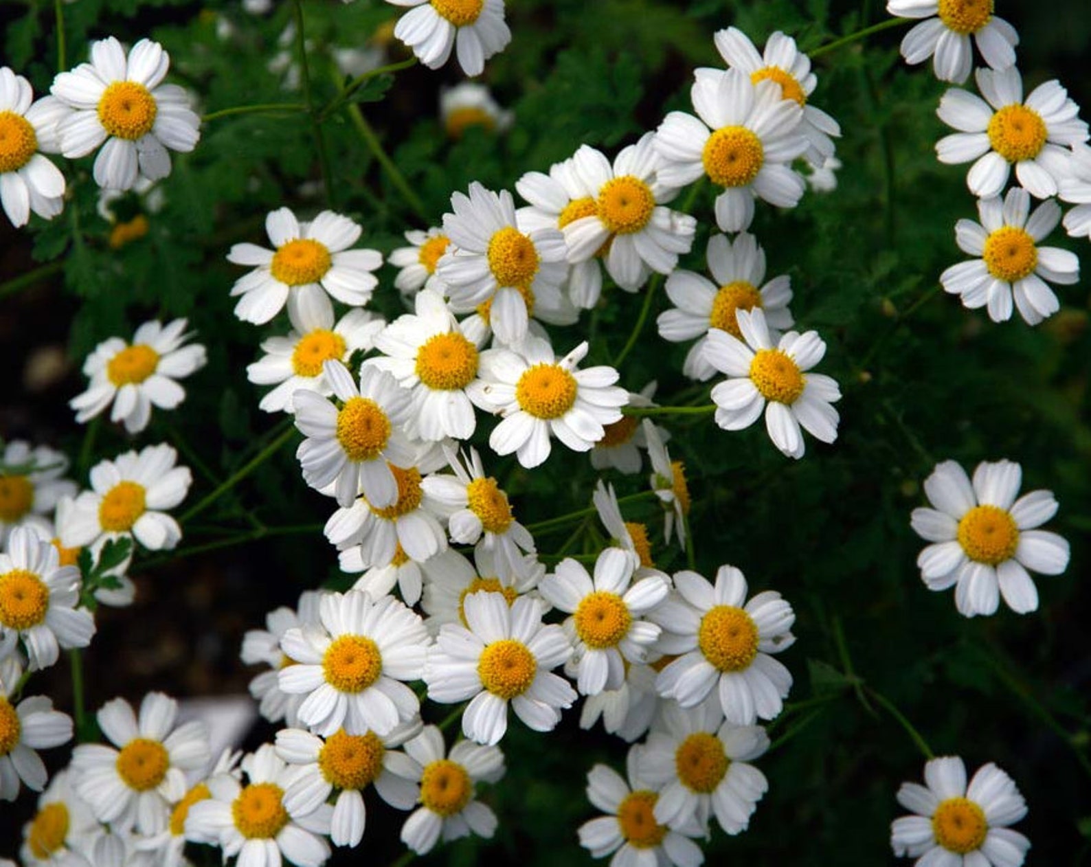 168/500 Jackpot Snow Daisy Tansy Seeds*million Blooms Perennial Plant ...