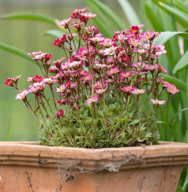 200/1000 Mossy Saxifrage Flower/floral Carpet Rockfoil Seeds*saxifraga ...