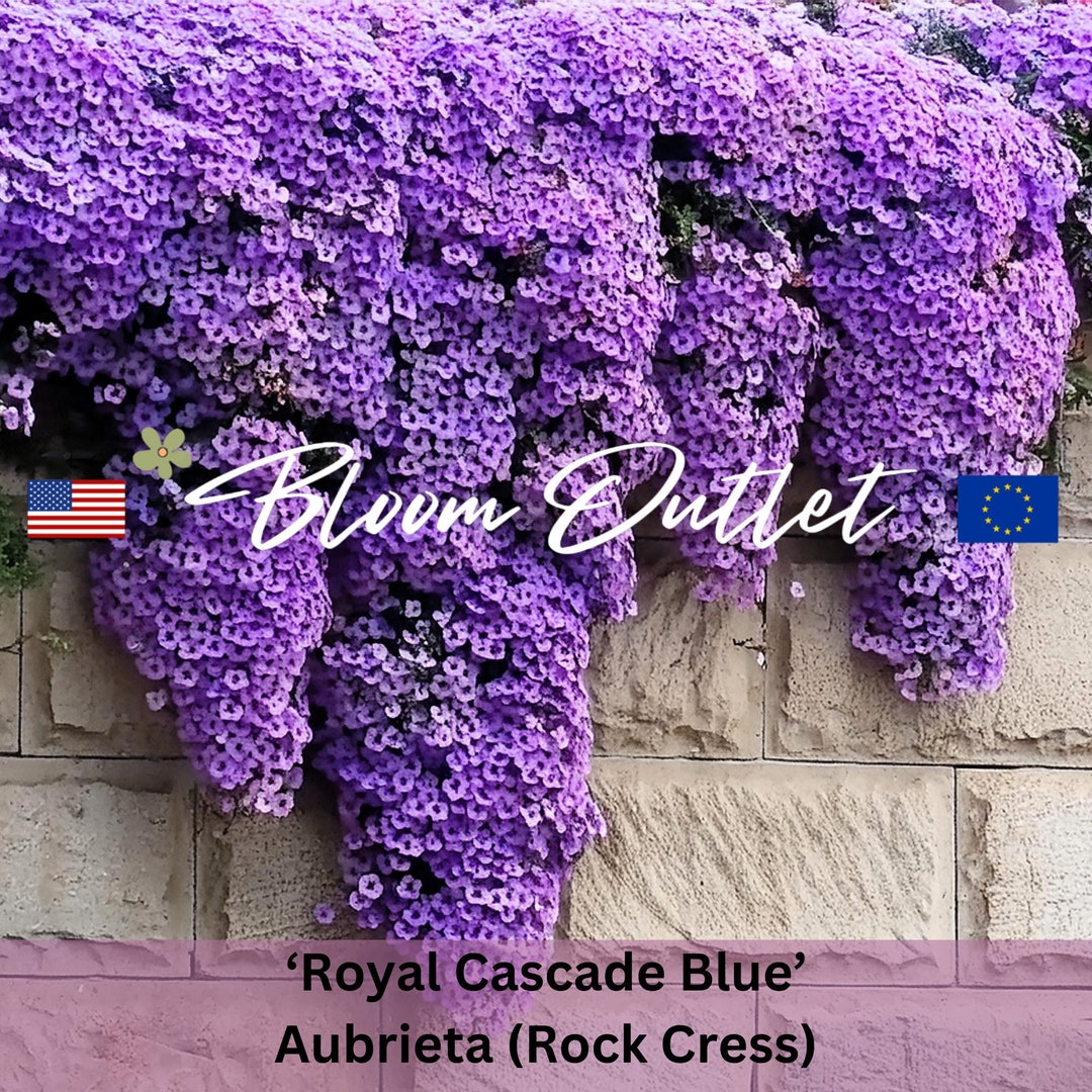 BLUE Rock Cress Seeds ROYAL CASCADE Aubrieta Garden Seeds*aubrieta ...