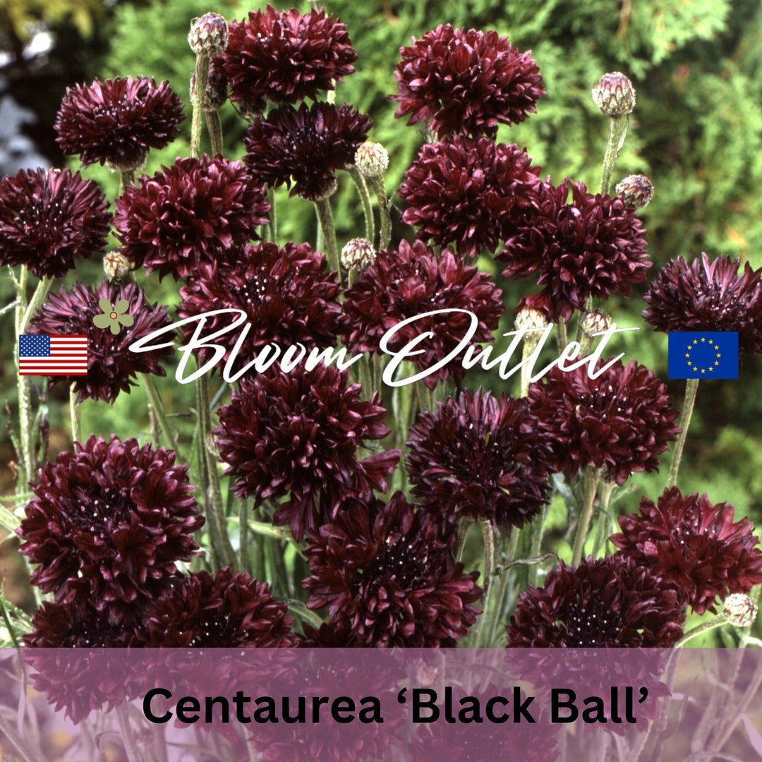 Bachelors Buttons Seeds Fully DOUBLE BLACK BALL Flowers Cornflower ...