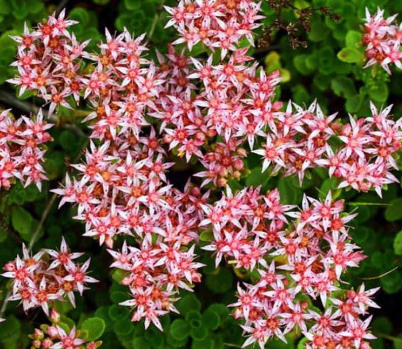 158/1106 Sedum Stolon Stonecrop Succulent Seed*sedum/phedimus ...