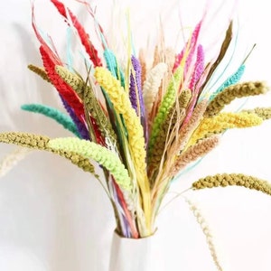 100/500/1000 Red Jewel Foxtail Millet Ornamental Grass Seeds*red ...