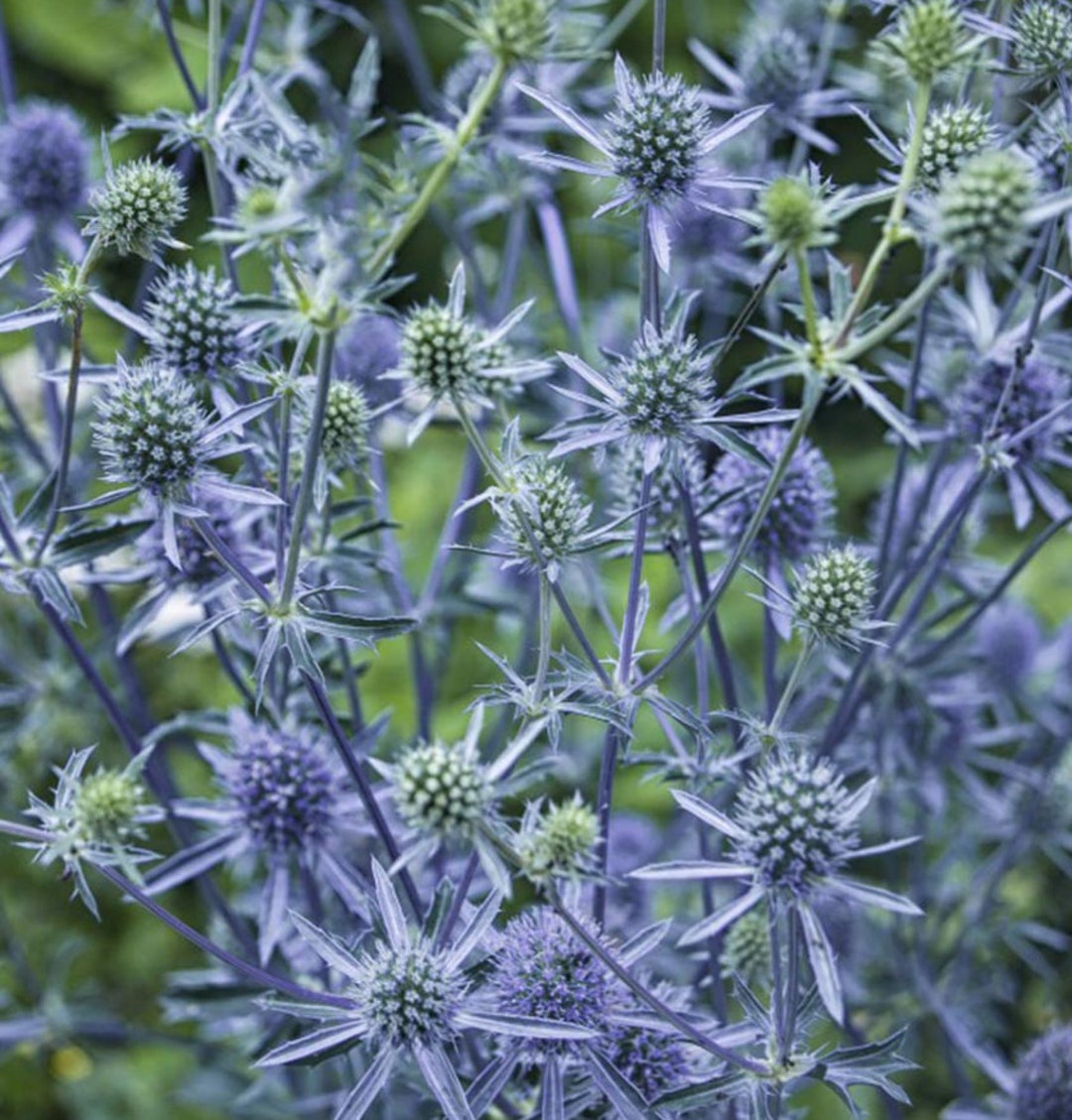 100/500 Blue Eryngo Flat Sea Holly Planting Seeds*evergreen Perennial ...
