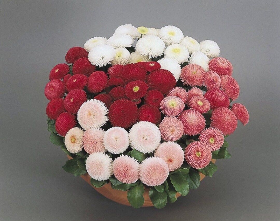 Bellis Tasso Mix Seeds*50 Pelleted Garden Seeds*english Daisy*cute ...