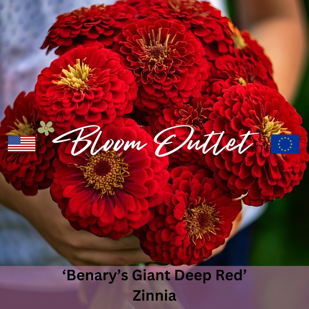 25 Zinnia Seeds BENARYS GIANT Deep RED Flower Plant Seeds Fully Double ...