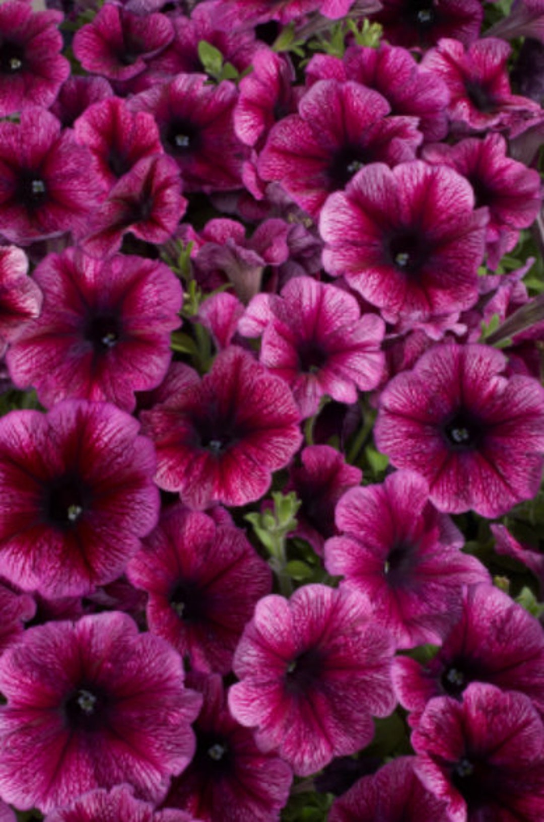 50 Petunia Seeds Celebrity Plum Ice Flower Garden Planting Seeds ...