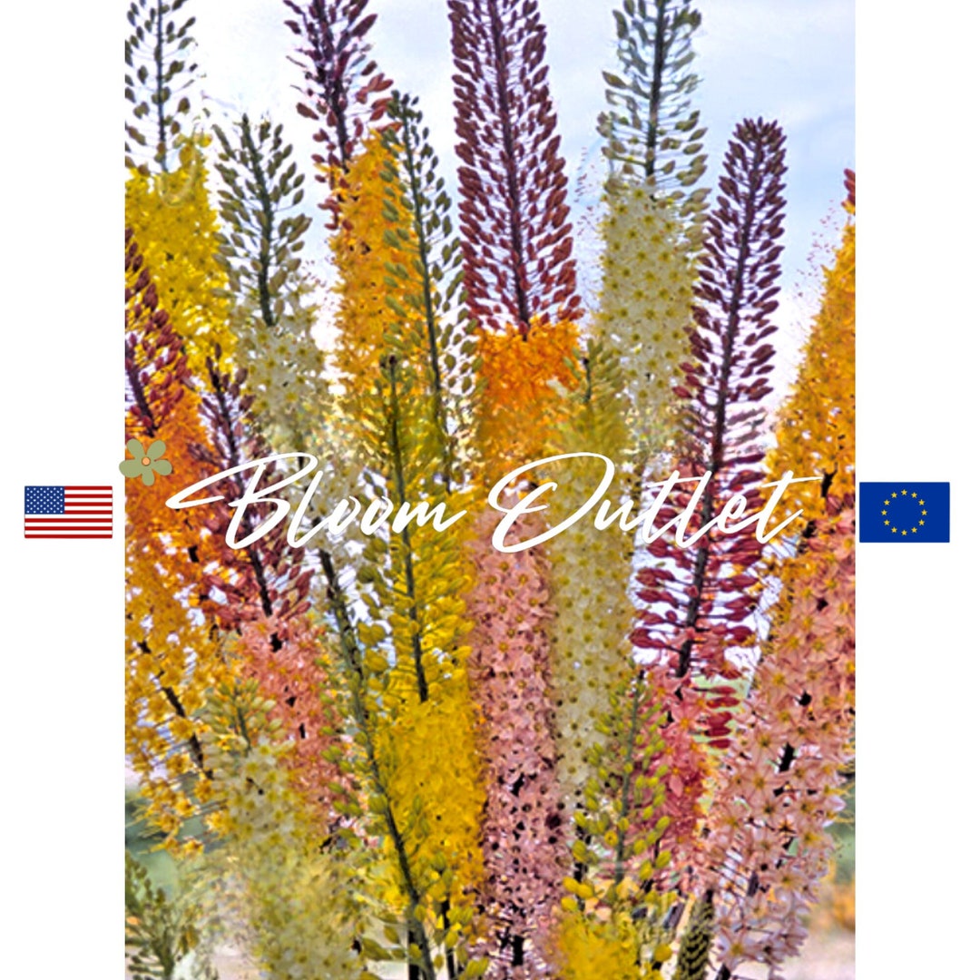 20 Eremurus Foxtail Lily Desert Candle Seeds**improvement of the ...