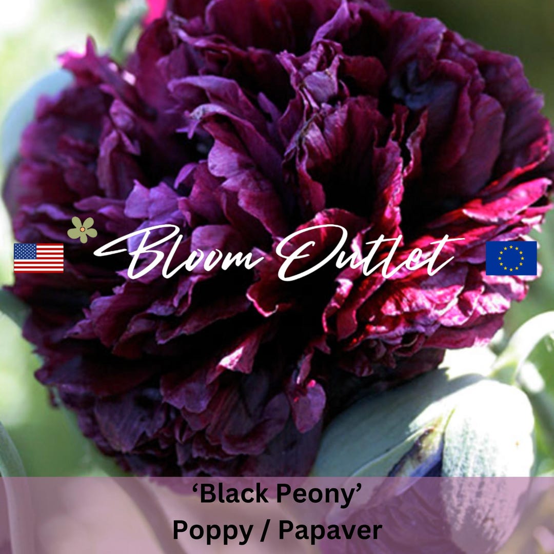 Black Peony Poppy Seeds – Papaver, Stunning Double Dark Blooms, Easy to ...