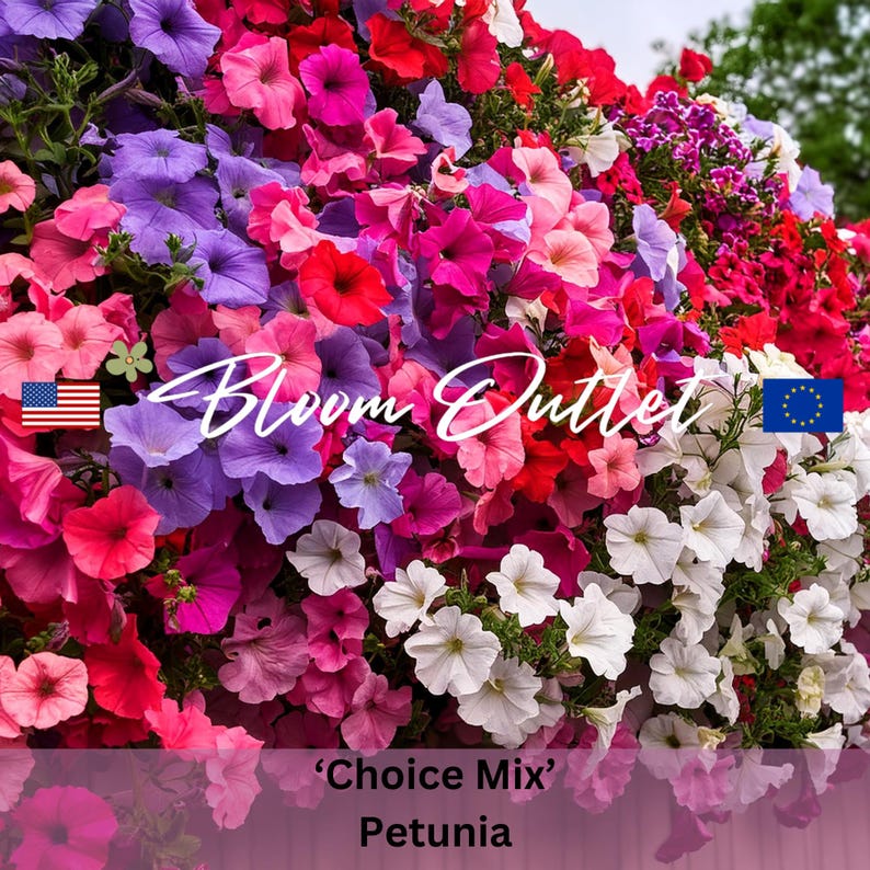 120/2000 Balcony Petunia Mix Seeds*spreading*red White Pink Lilac ...
