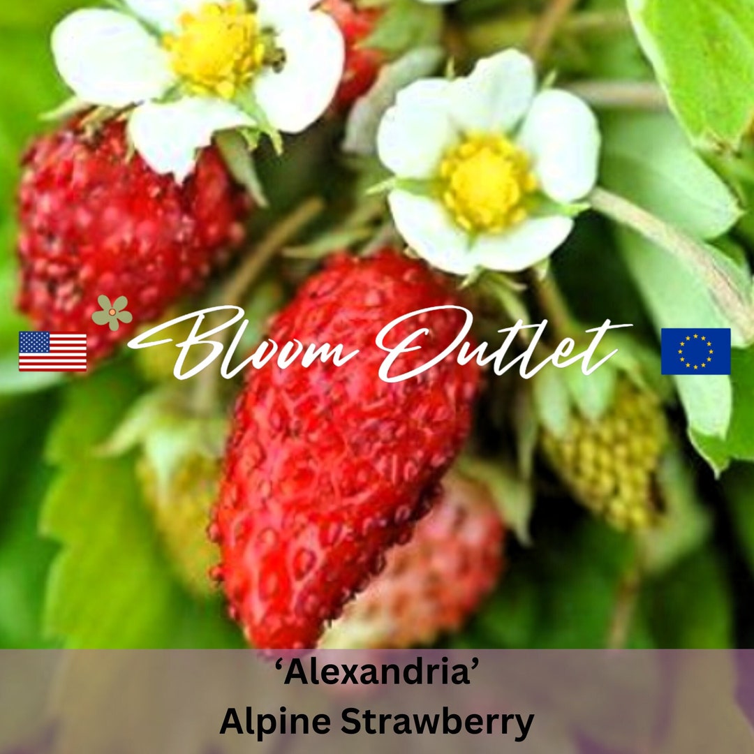 Strawberry Seeds 50/500 ALEXANDRIA Fruit Seeds Alpine Woodland Heirloom ...
